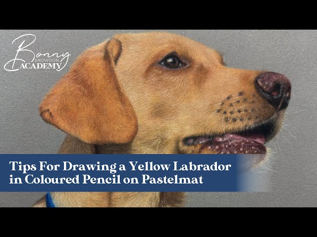 How To Draw A Realistic Yellow Lab