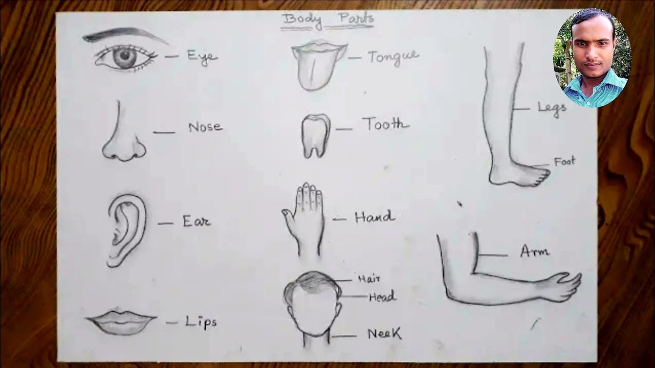 How To Draw Body Parts Infoupdate Org