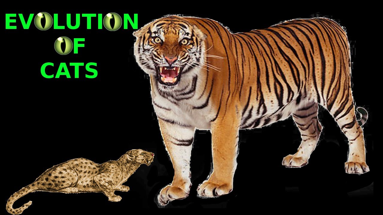 Evolution Of Cats Timeline – eroppa