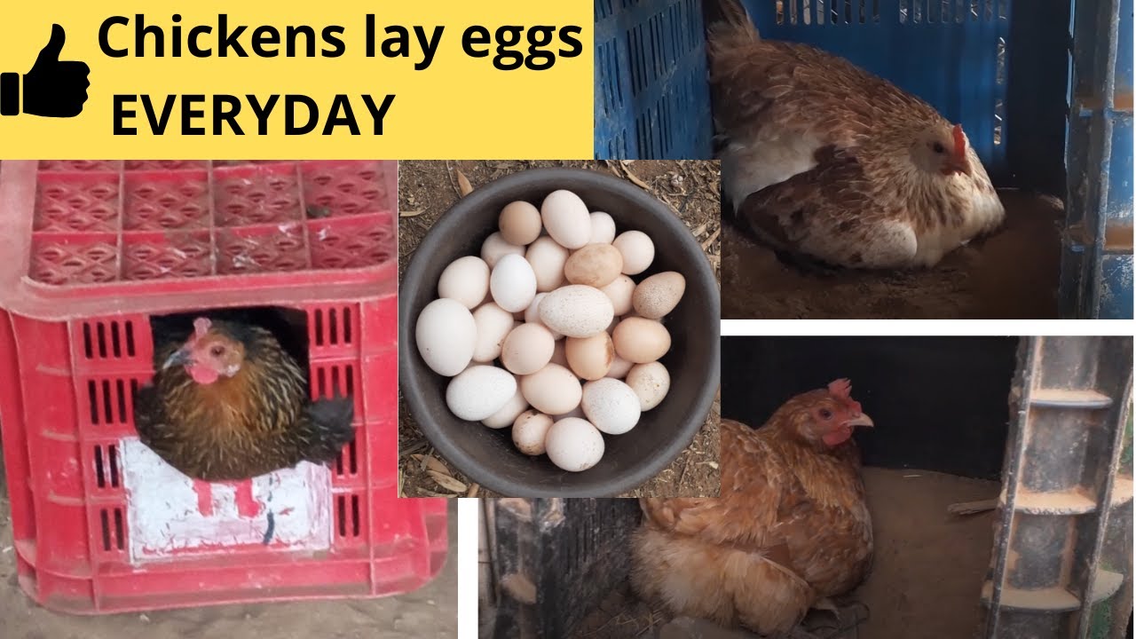 Why Do Hens Lay Eggs Every Day Detroit Chinatown