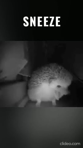 Sneeze Meme A Hedgehog And A Man Sneezes Youtube