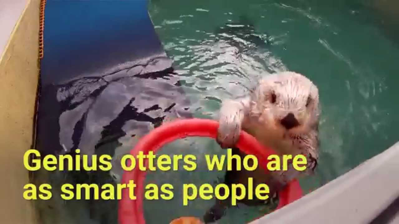 Genius Otters Who Are As Smart As People Youtube