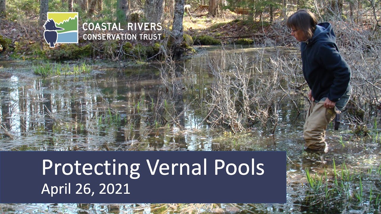 Protecting Vernal Pools Youtube