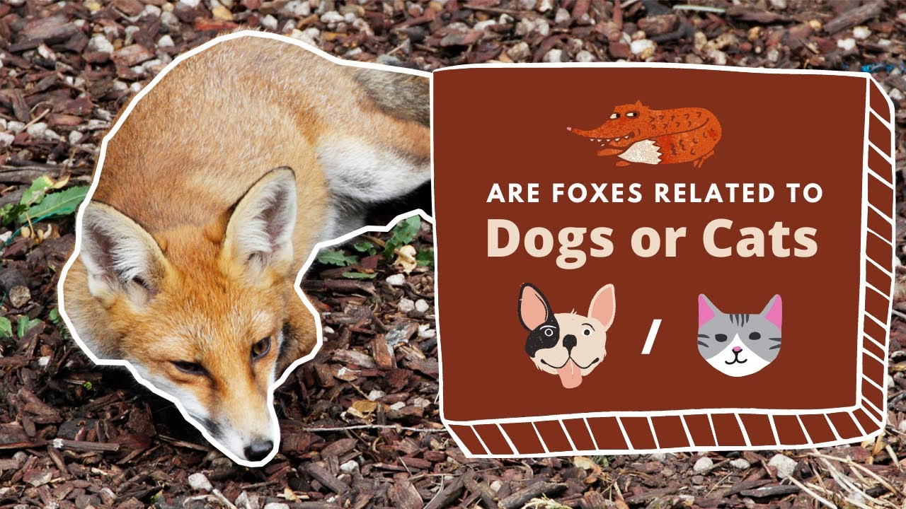 Are Foxes Related To Dogs Or Cats The Absolute Answer Youtube