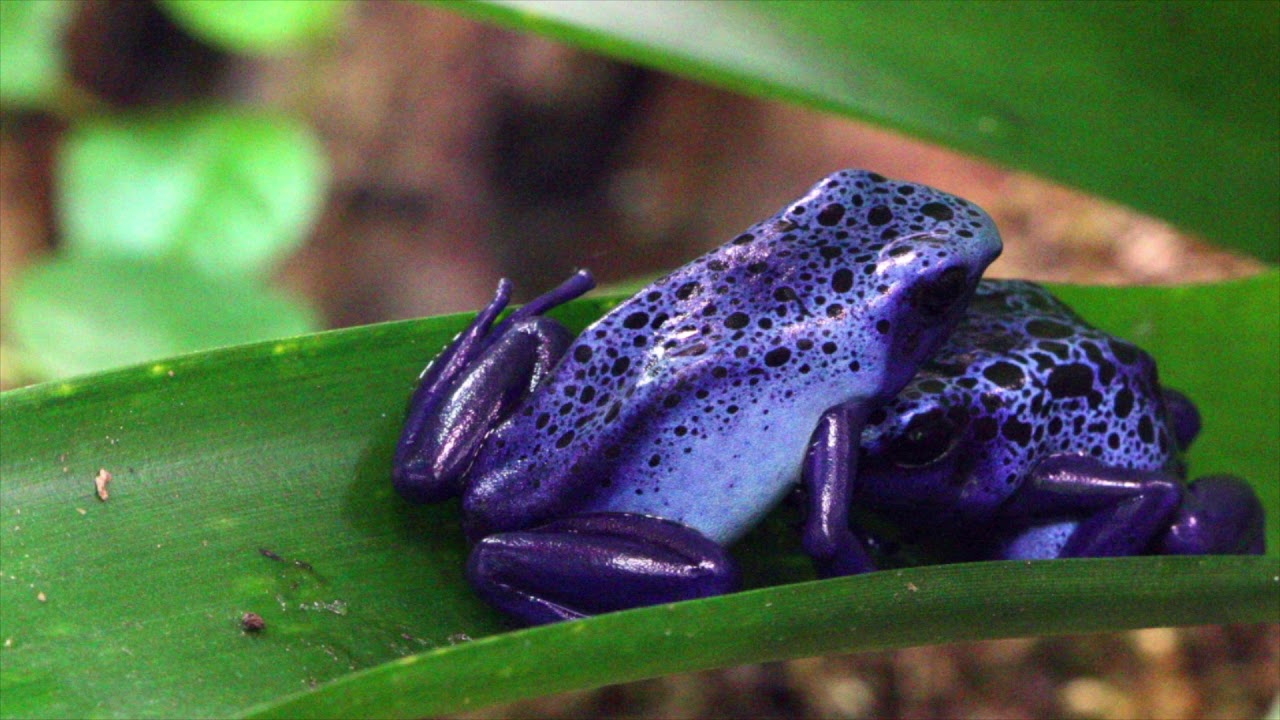 Frogs Croaking Sound 1hour Youtube