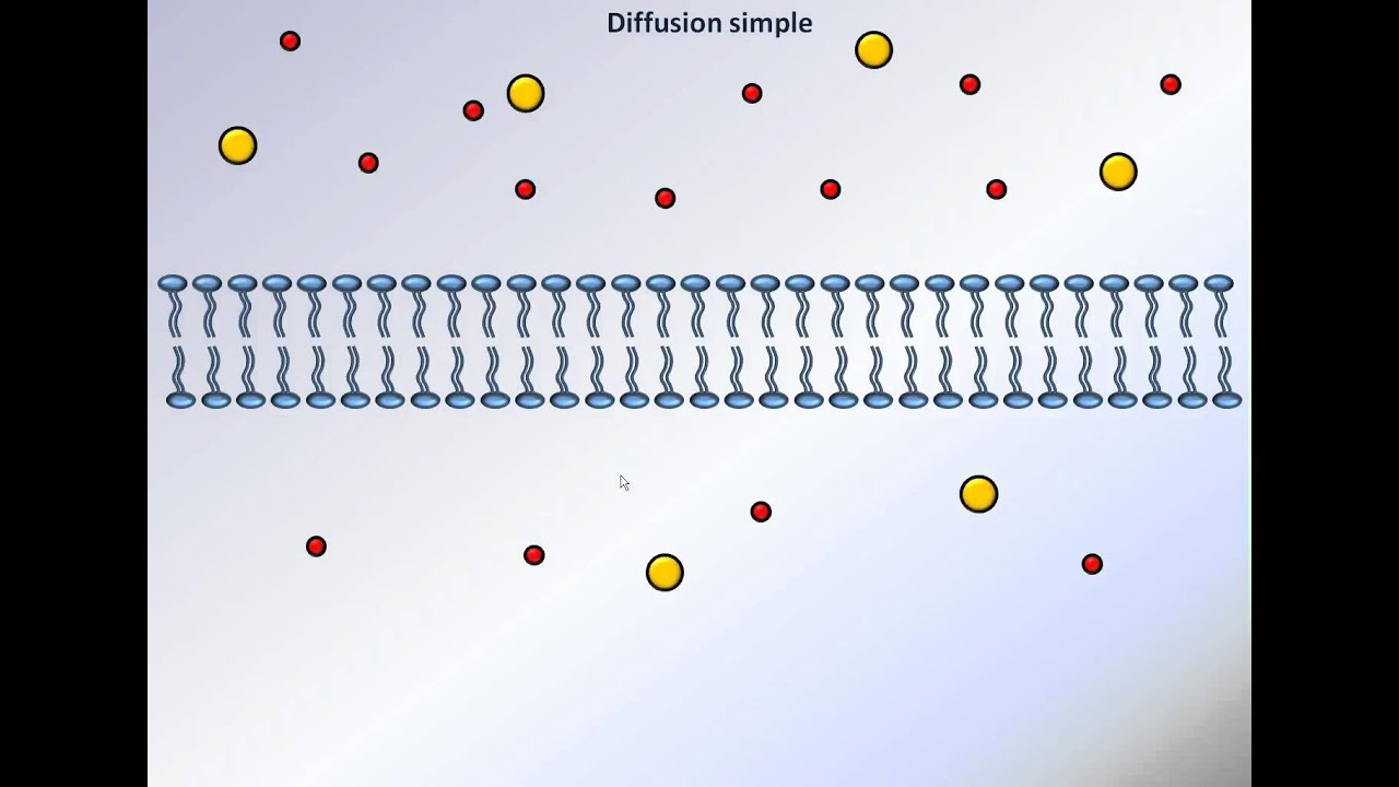 Diffusion Simple Youtube