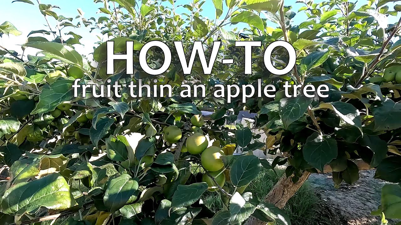 How To Fruit Thin An Apple Tree Youtube