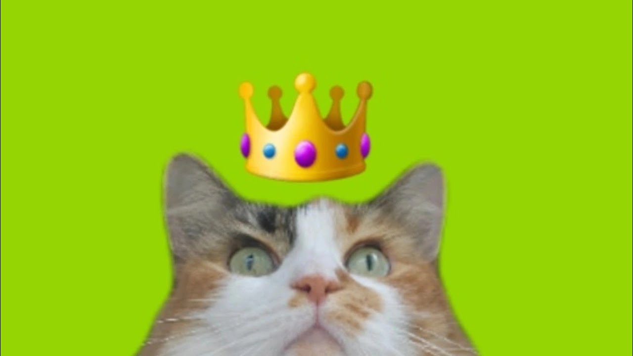 Funny Cat Tiktok Compilation Youtube