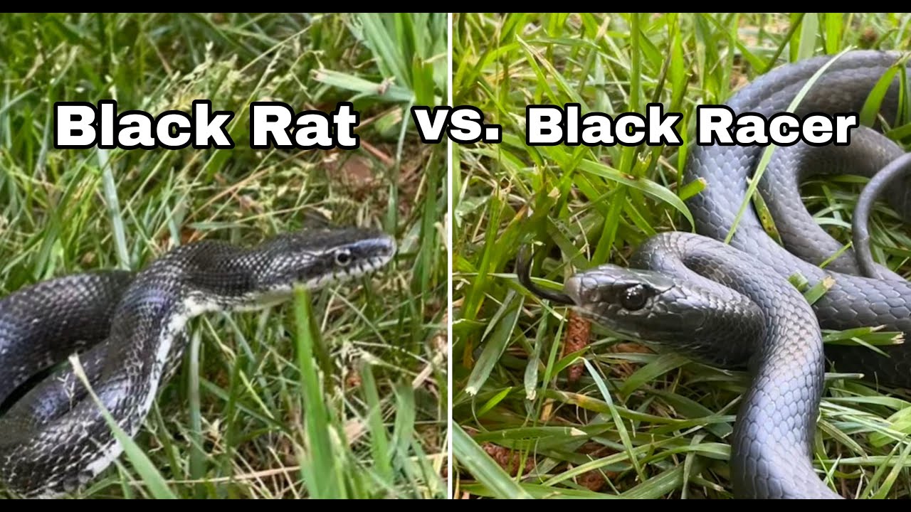 What S The Difference Black Rat Snake Vs Black Racer Youtube