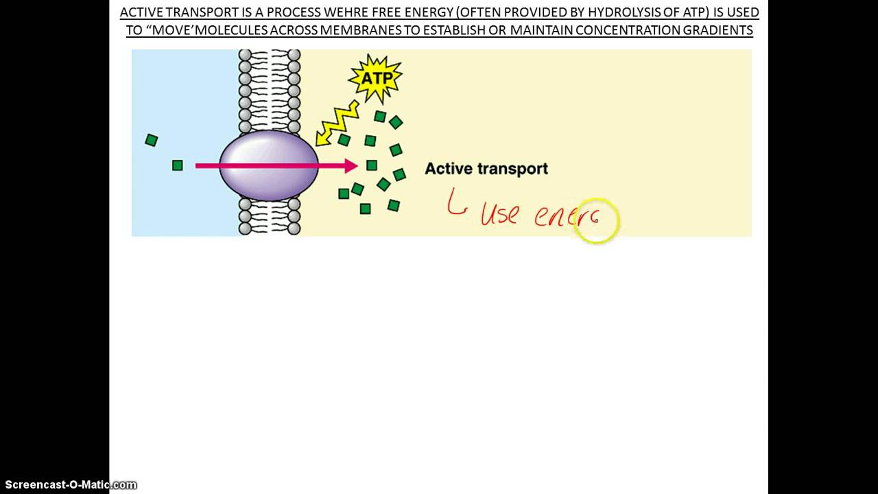 Active Transport Youtube