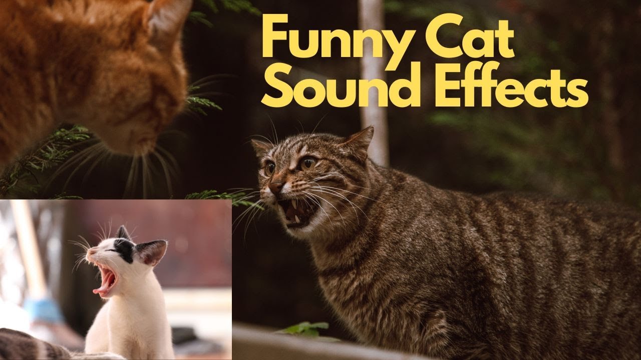 Cats Sound Meow Meow With Funny Sound Effects Funny Cat Sound