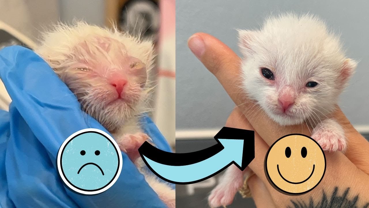 Helping A Newborn Kitten With Eye Pus Youtube