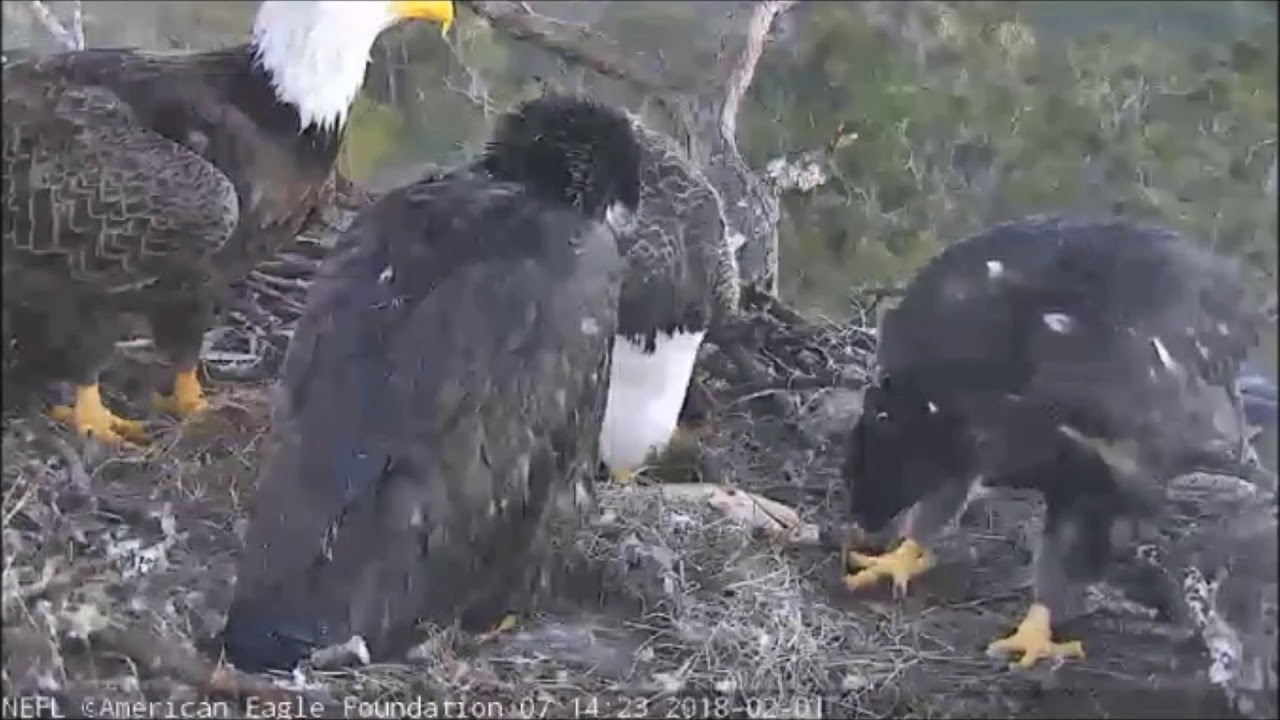 Aef Nefl Eagle Nest Cam 2 1 1 8 Romeo Brings Breakfish Youtube
