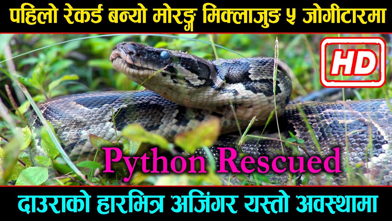Python Snake Rescued Morang Miklajung 5 Jogitar Nepal Python Rescuer