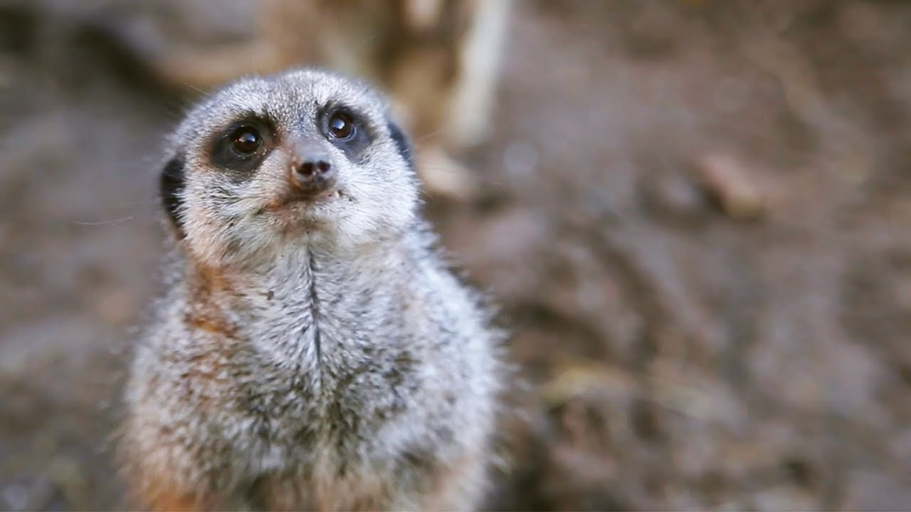 Reaseheath S Mini Zoo Youtube