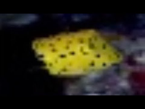 Fish Part2 Youtube