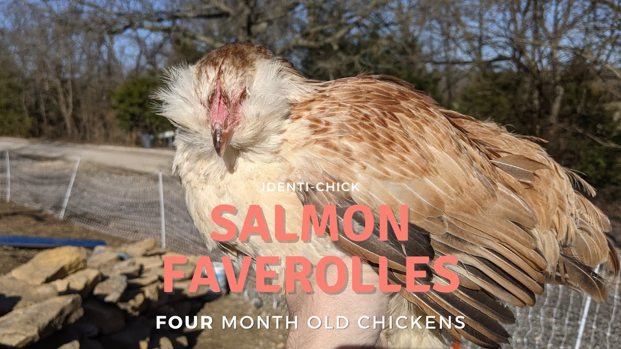 Salmon Faverolles 4 Month Old Chickens Youtube
