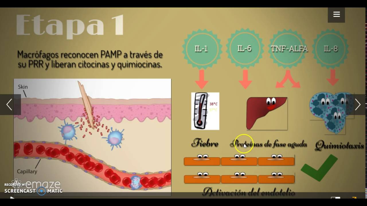 Respuesta Inflamatoria Youtube