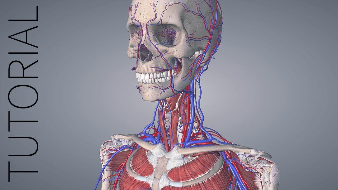 Essential Anatomy 5 Apk Qosaasia