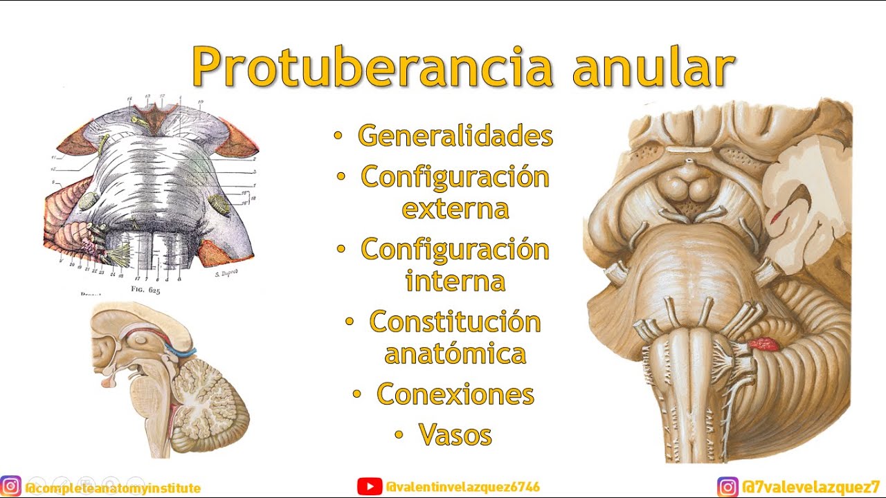 Anatomía Del Puente De Varolio Sistema Nervioso Central Wikipedia