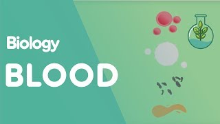 What Is Blood Cells Biology Fuseschool Fuseschool Global Education Mp3