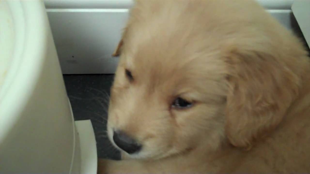 Why Does My Puppy Get Hiccups Everyday