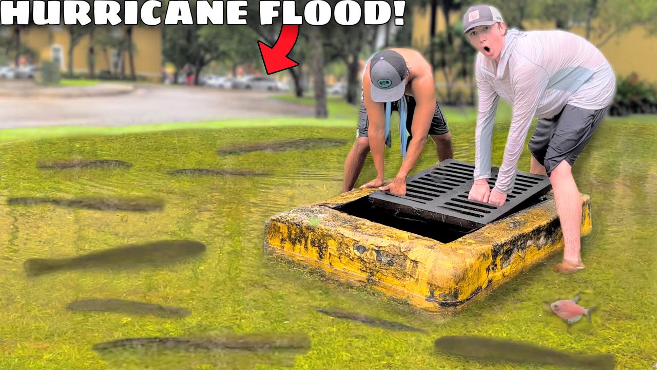 Saving Fish From Hurricane Flood Youtube