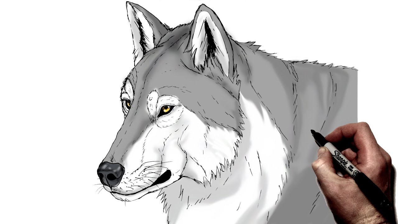 How To Draw A Wolf Head Side View I Don T Have Issue With Side And