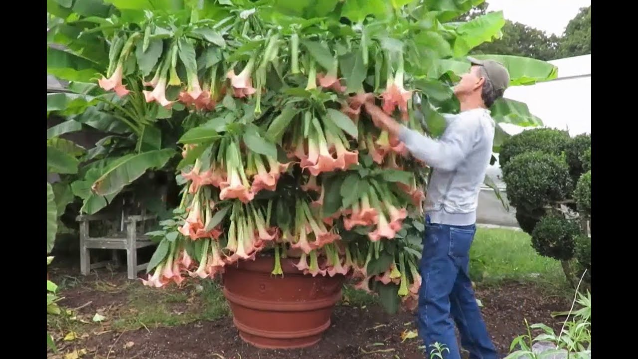 How To Propagate Angel Trumpet Plants A Complete Guide