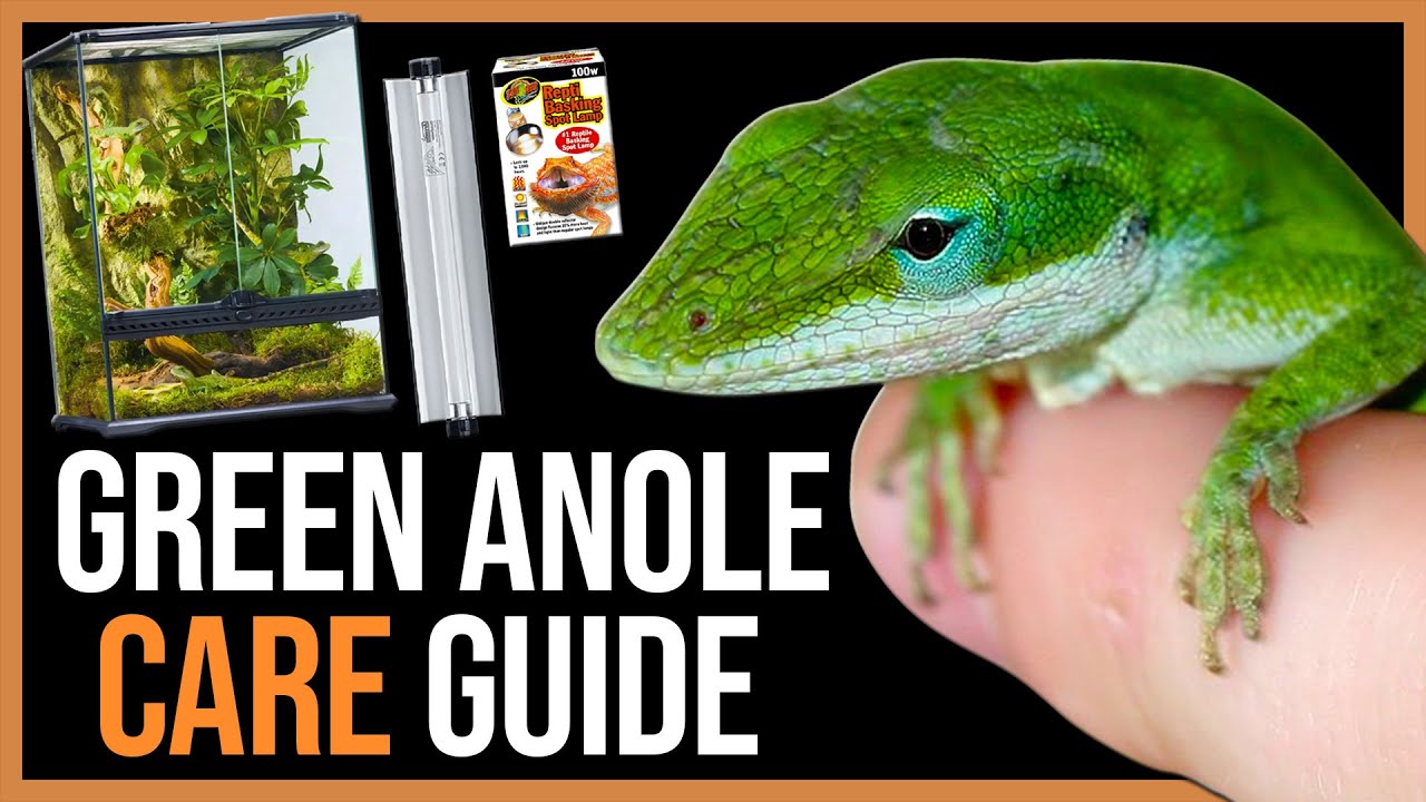 Green Anole Care For Beginners Youtube