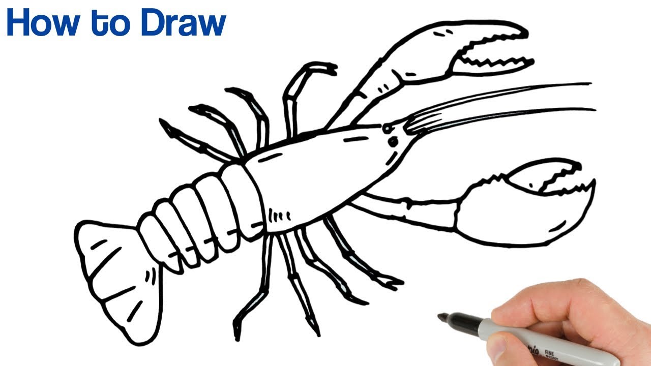 How To Draw A Crayfish Easy Animals Drawings For Beginners Youtube