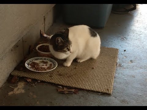 How To Help Feral And Stray Cats Survive Winter Tips Tricks