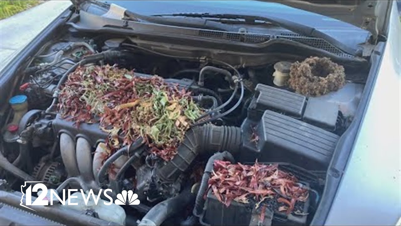 Unwanted Passengers Are Rodents Making Nests In Your Car Youtube