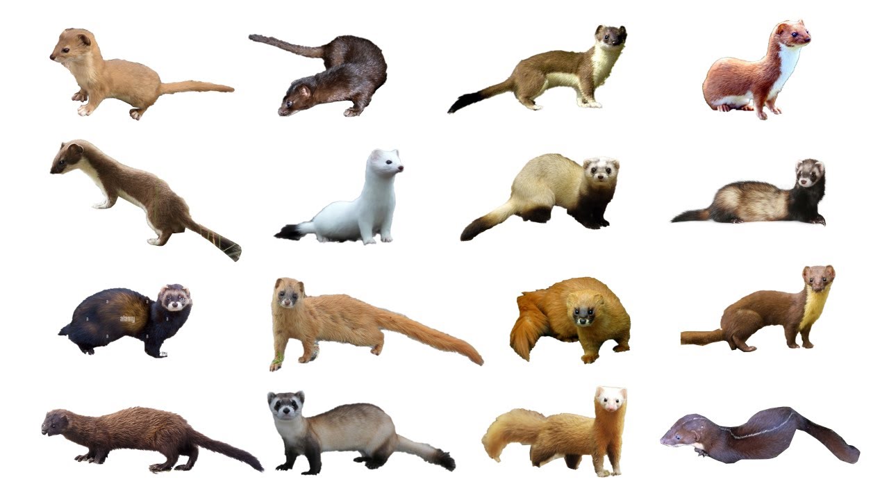 Species Of Mustela Genus Weasels Types Of Weasels Weasel Stoat
