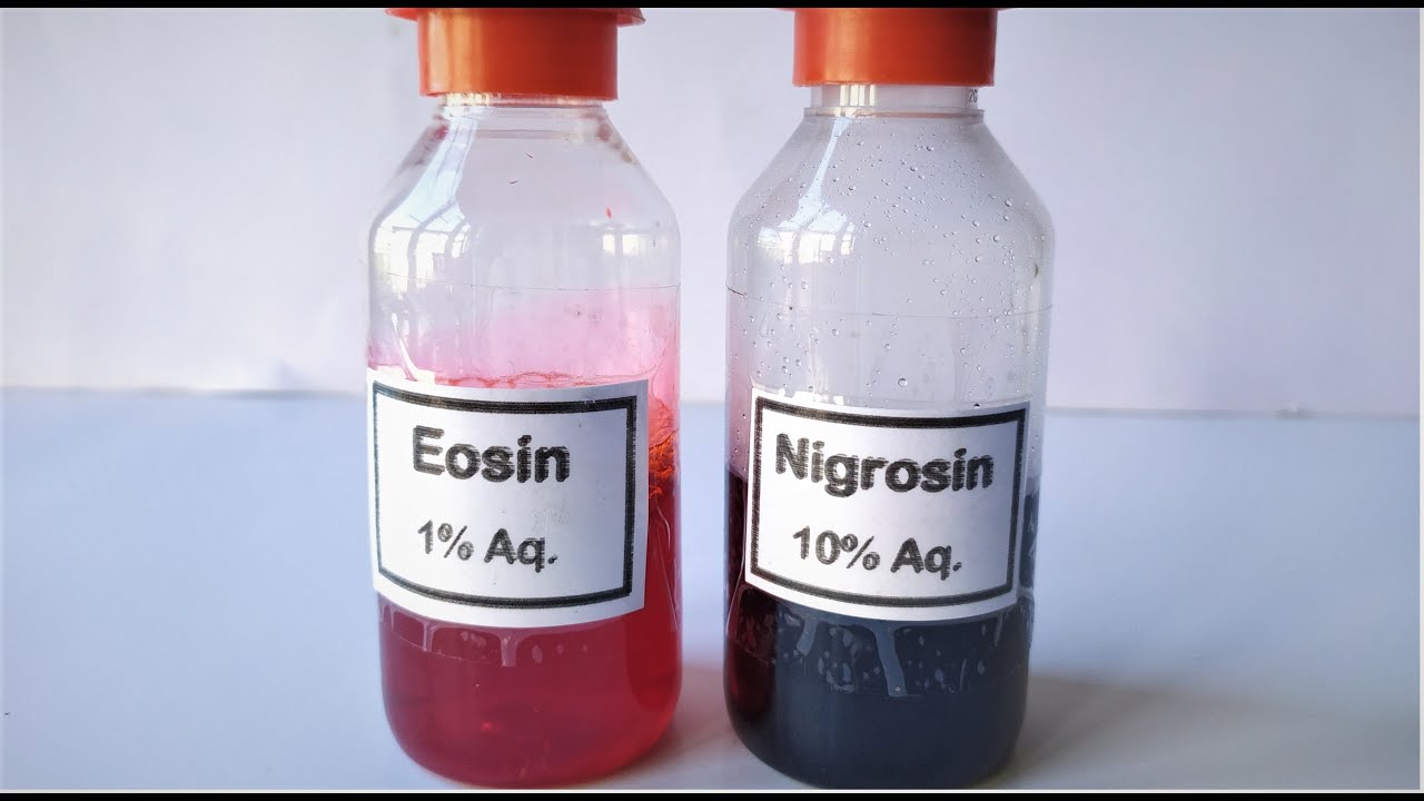 Eosin Nigrosin Stain Preparation Youtube