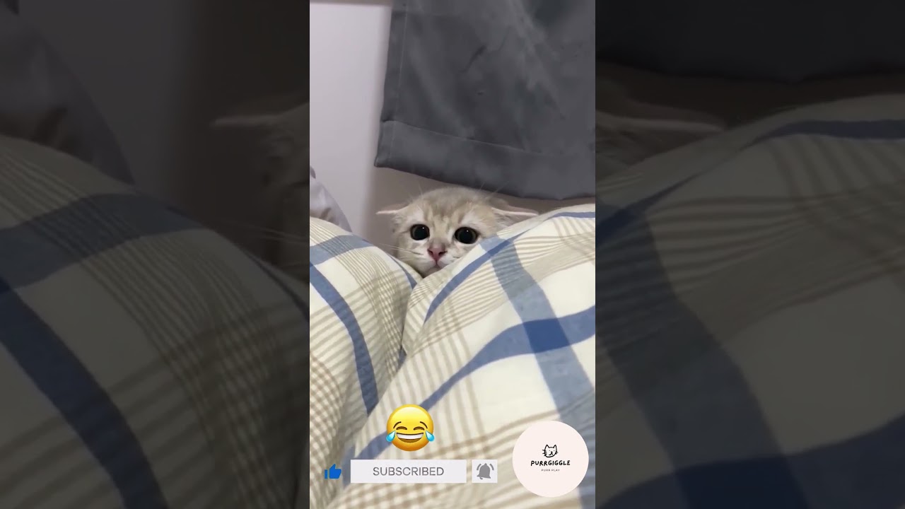 Kitty Looking 仆 仆 Cat Kitty Catlover Babycat Catlife Catlovers