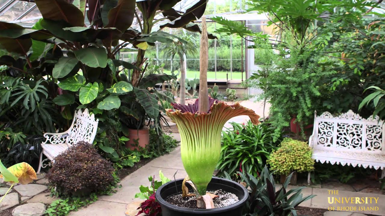 Time Lapse Of Uri S Titan Arum Corpse Flower Youtube