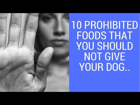 10 Foods That Are Prohibited And Should Not Be Given To Dogs Research