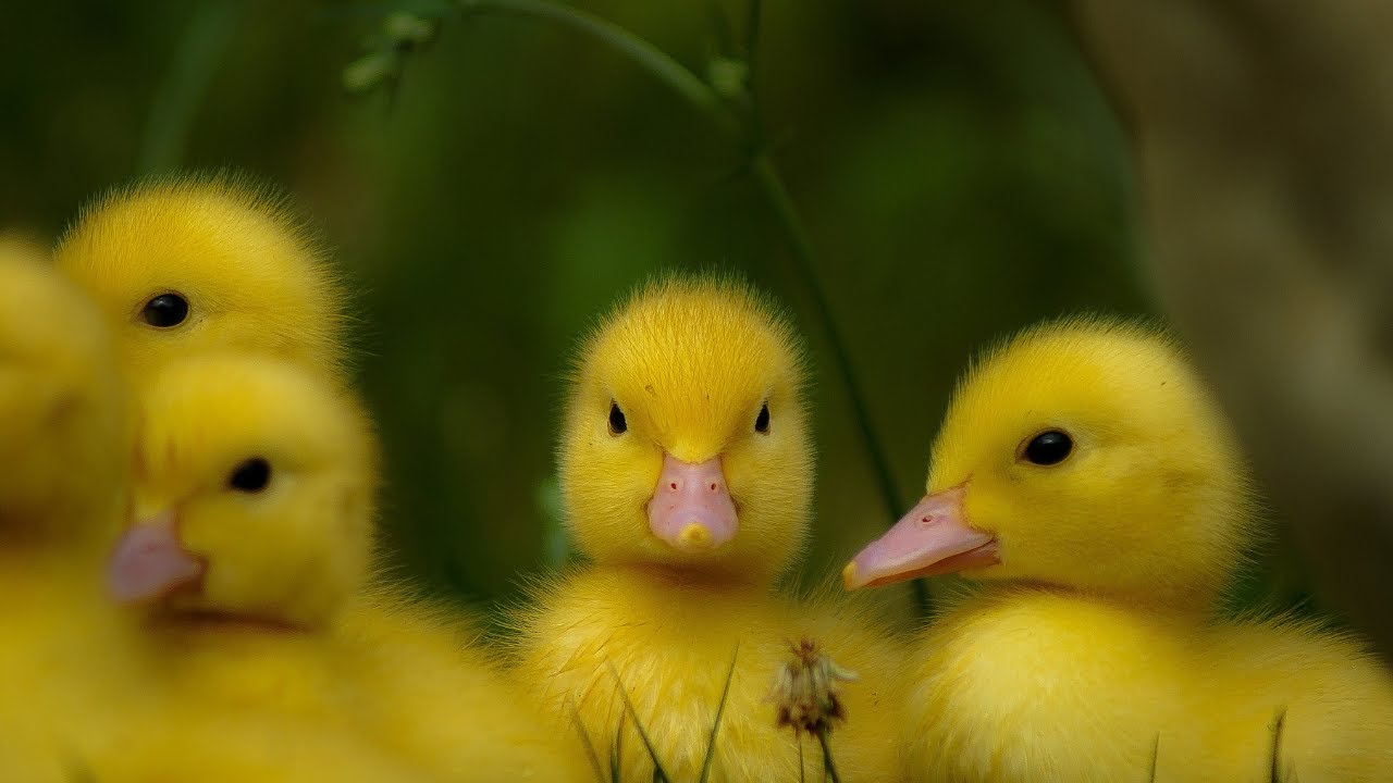 Cute Duckling Funniest Baby Ducks Videos Compilation 2024