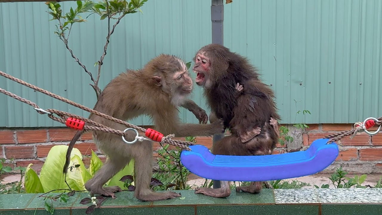 Lovely Monkeys By The Swimming Pool Youtube
