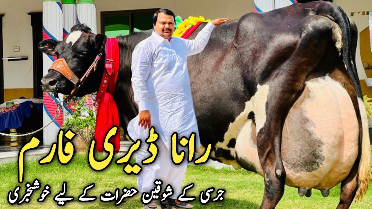 Rana Dairy Farm Jersey Cows Big Jersey In Punjab 50 Litter Milk