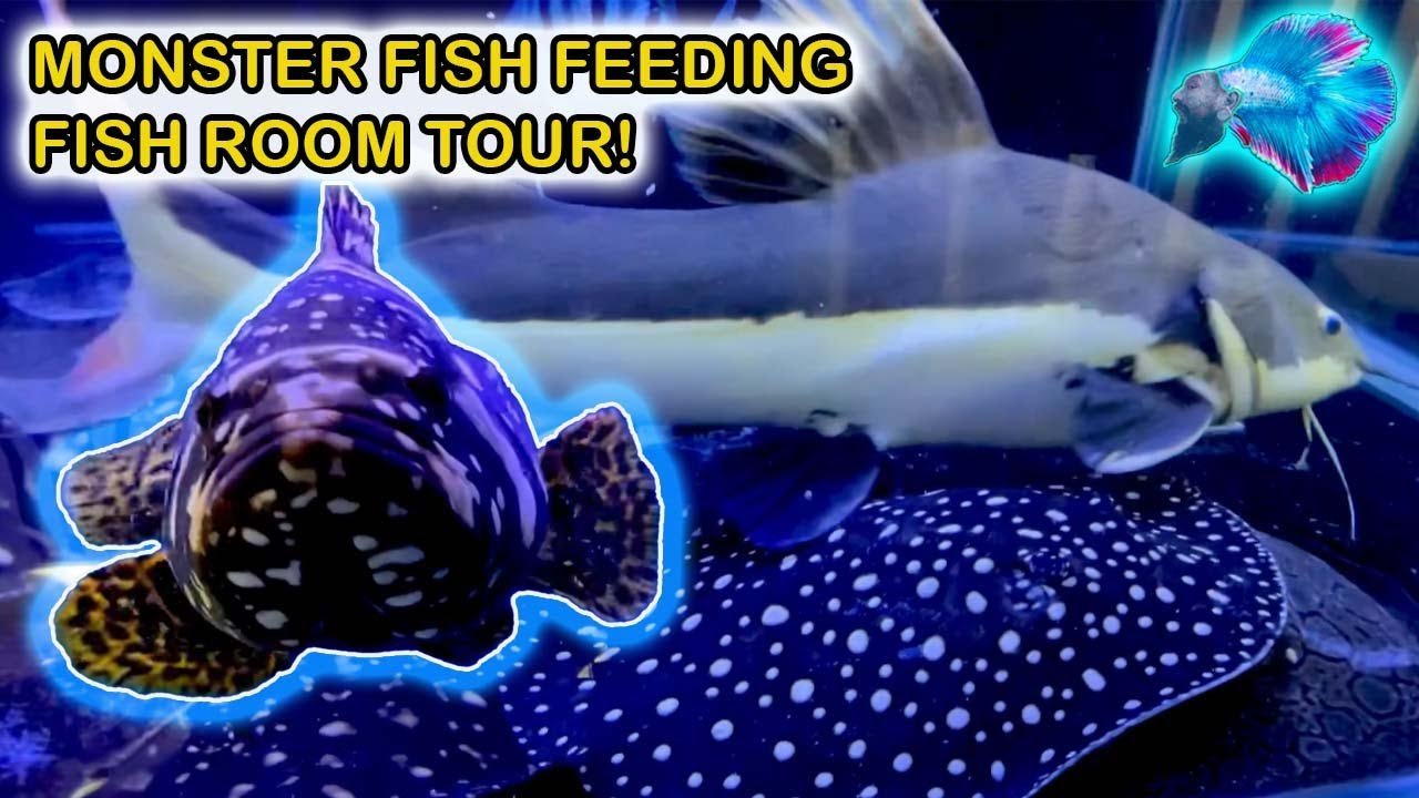 Fish Room Tour Feeding Monster Fish Youtube