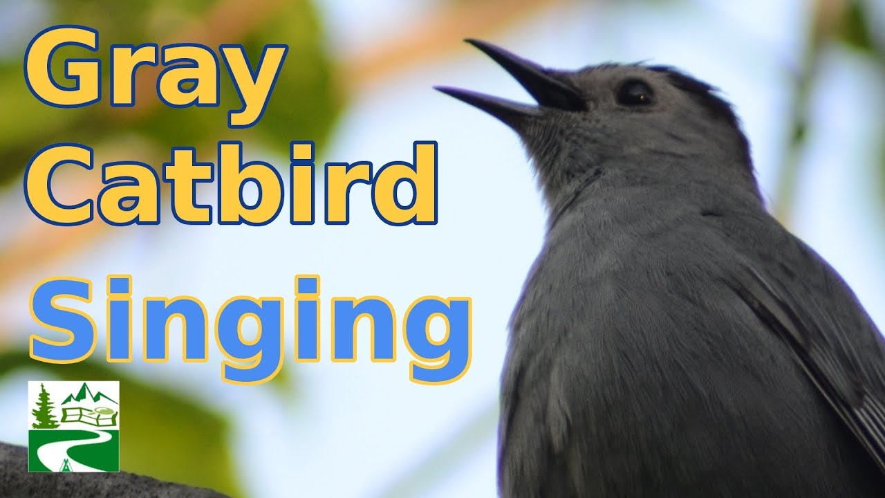 Gray Catbird Song Call Sound Youtube