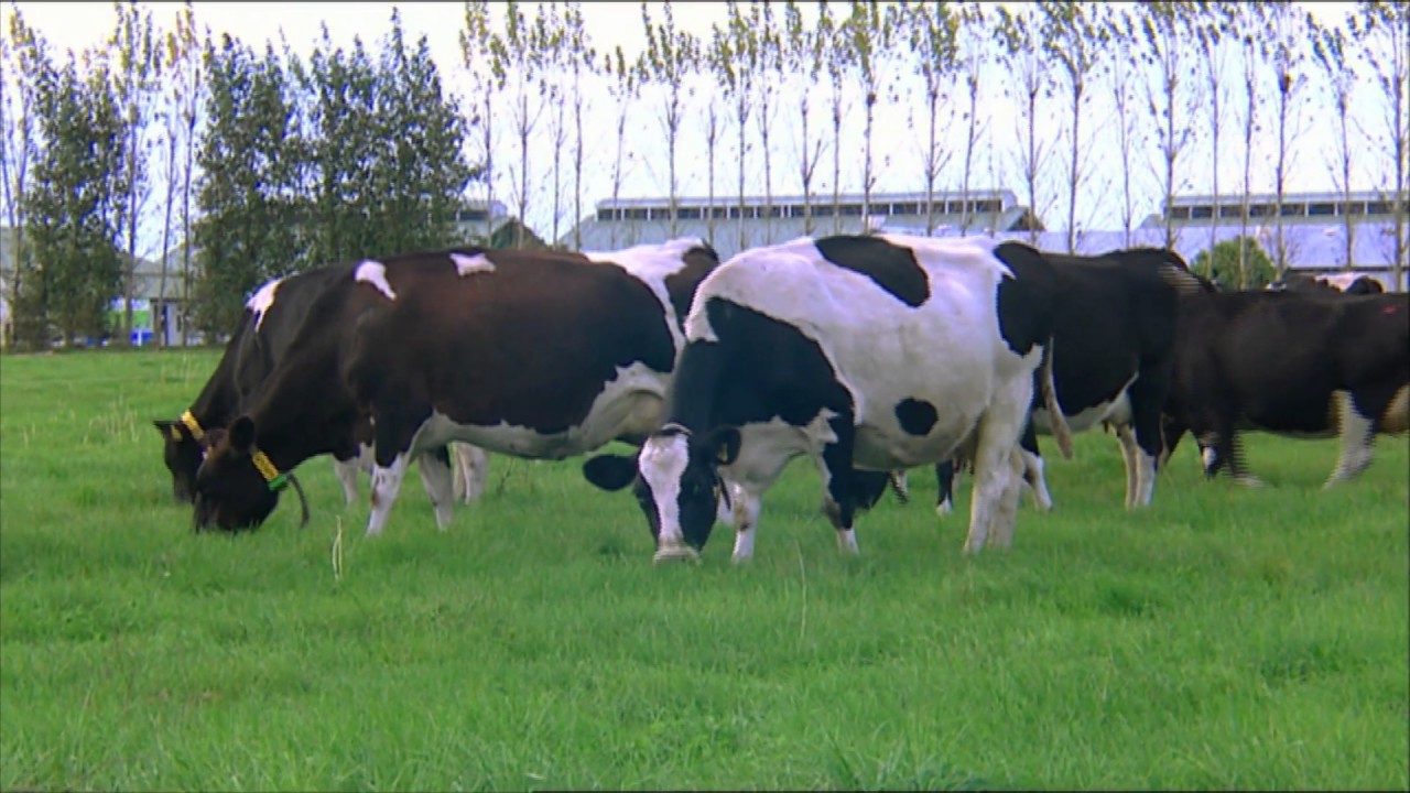 Dairynz Supplement Research Youtube