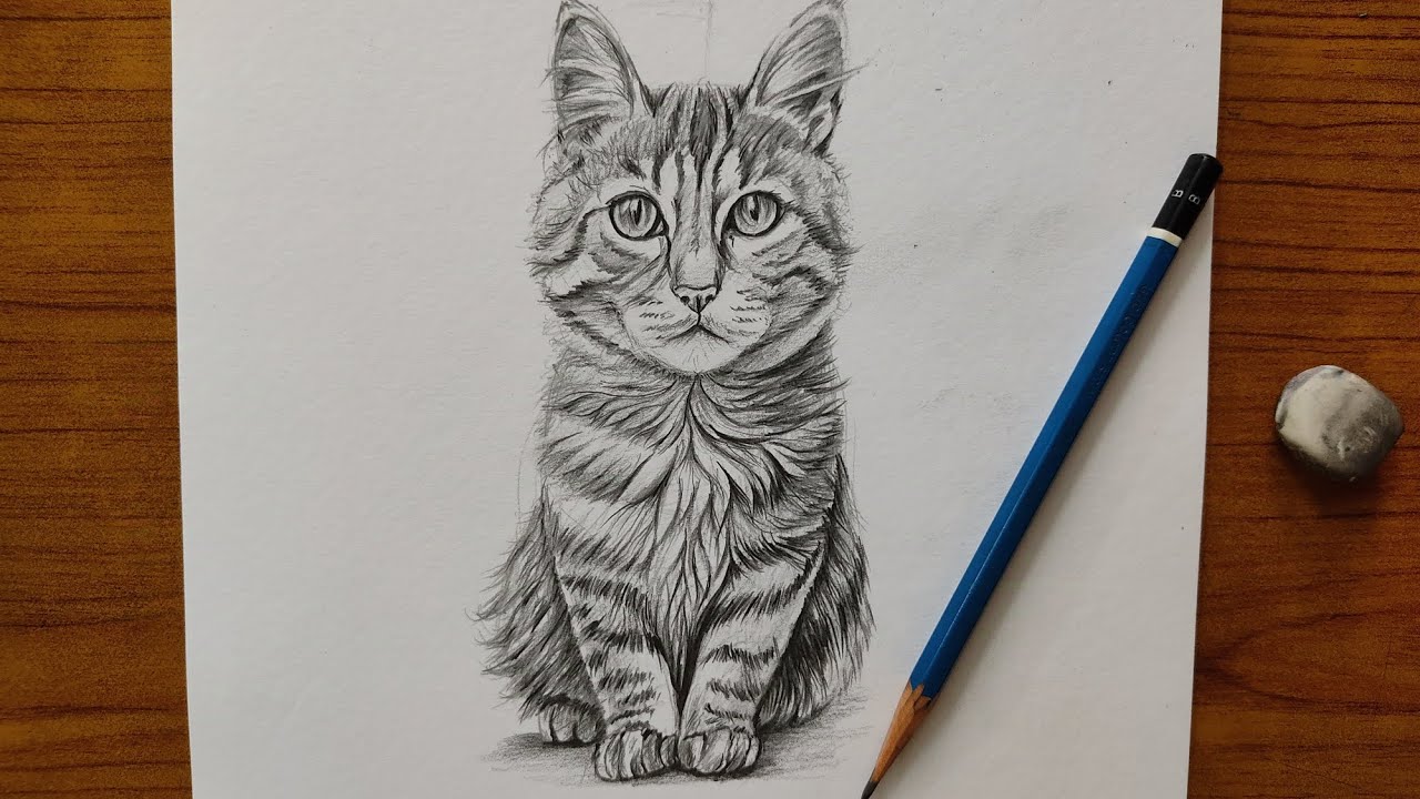 How To Draw A Realistic Cat Cat Sketch Realistic Cat Drawing