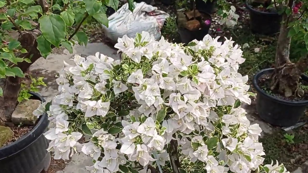 Bunga Bugenvil Putih Zoe Mathis