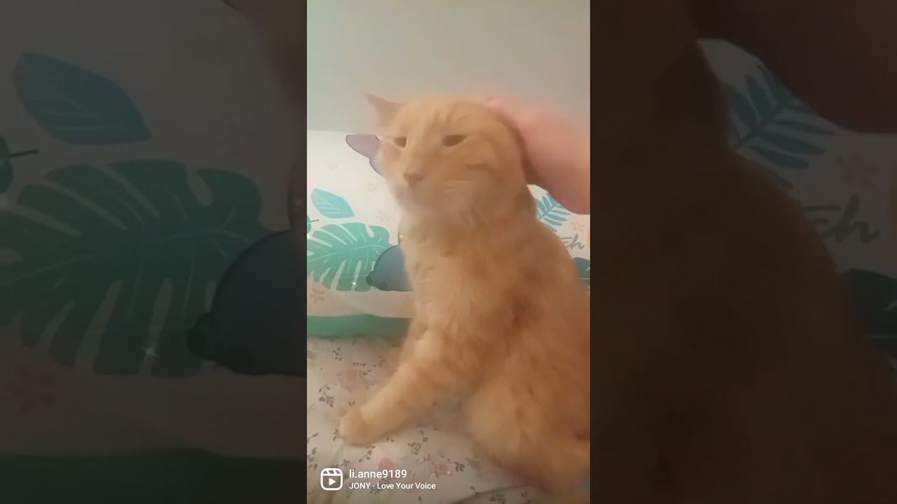 My Caring Cat Housepetscare