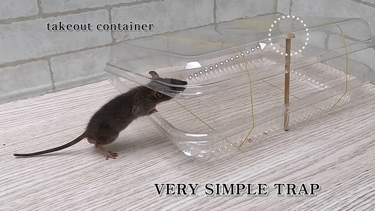 Very Simple Mouse Rat Trap Youtube