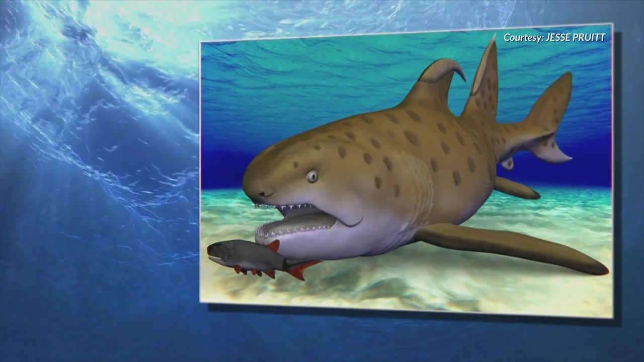 New Mexico S Godzilla Shark Gets A New Name Youtube