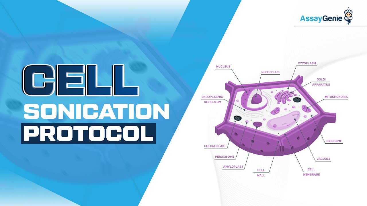 Cell Sonication Protocol Youtube